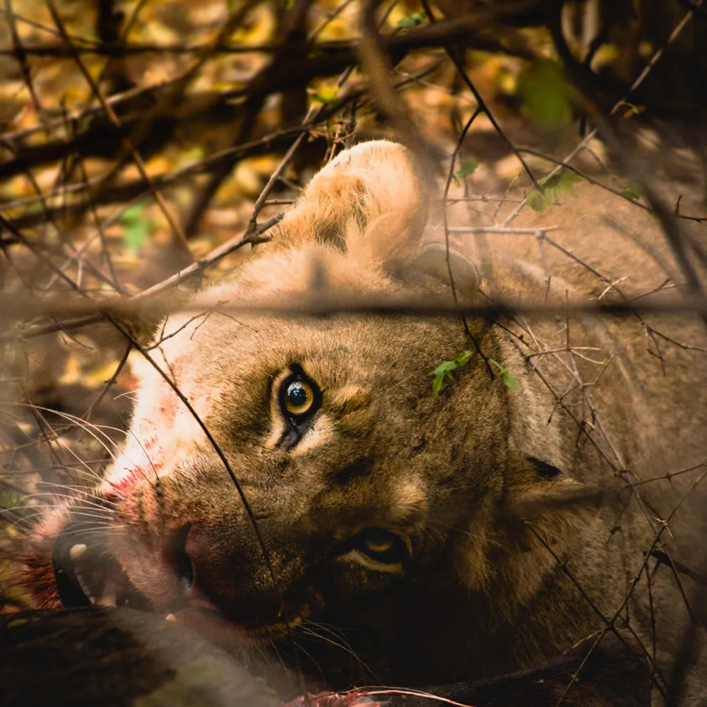 Intimate Connection - Rangerdayz